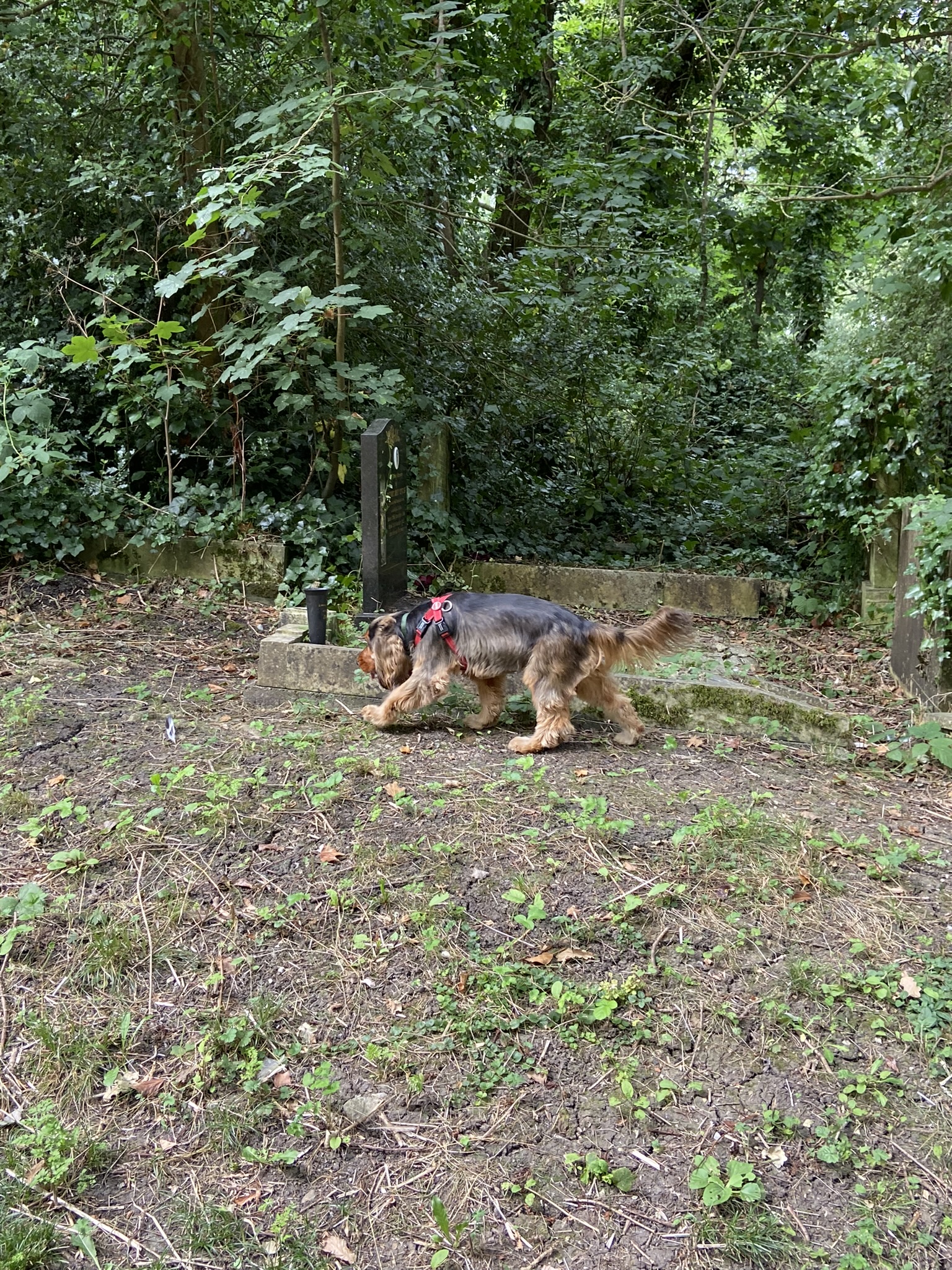 Middi’s summer adventures – Michael Faraday